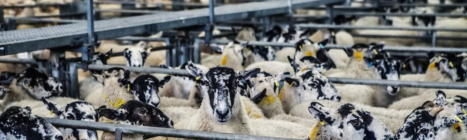 GAO RFID Sheep and Goat Farming Asset Management Solution - GAO RFID